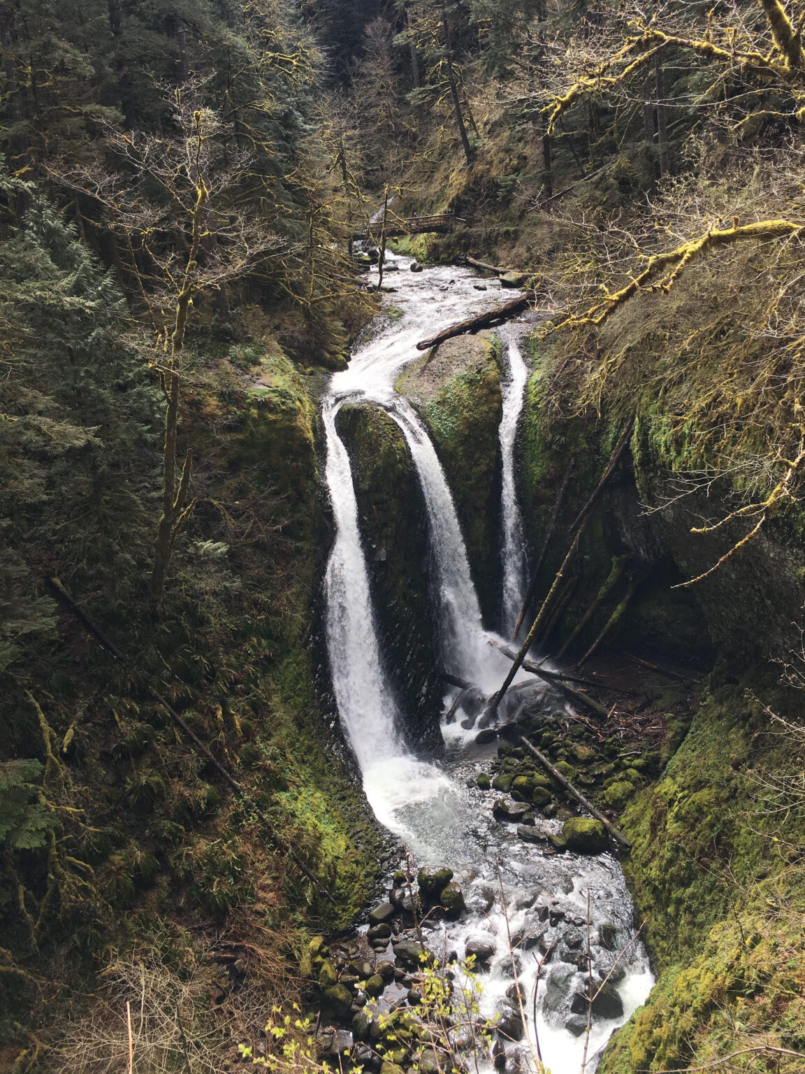 Gorge Runner Stories – Columbia Gorge Running Club